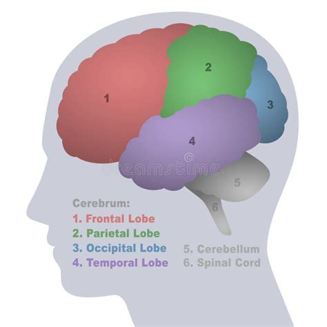 Brain Lobes Anatomical Regions Vertebrate Parts Stock Vector