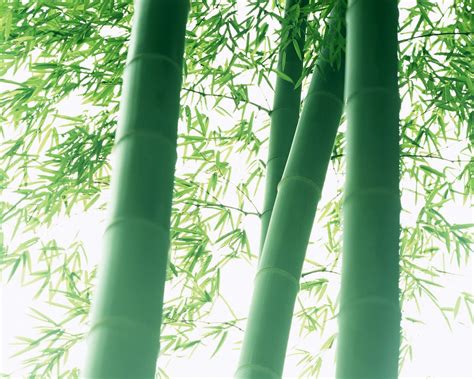 绿色竹林 壁纸专辑7 1280x1024 壁纸下载 绿色竹林 壁纸专辑 植物壁纸 V3壁纸站