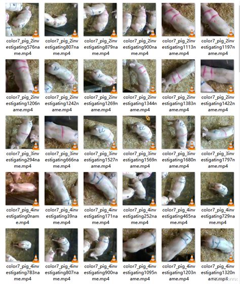 【智慧养猪场】 猪的行为分析视频数据集及展示（已做好分类）养猪场数据集 Csdn博客