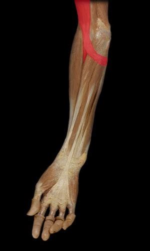 Muscles Forearm Hand Flashcards Quizlet