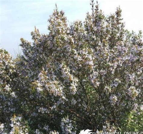 Cómo reproducir romero guía paso a paso Plantasmanía