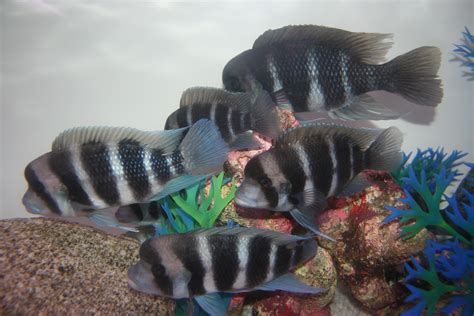 フロントーサと大型魚アクアルームボス