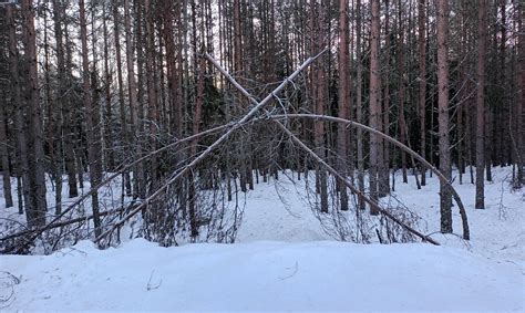 The Symmetry How These Trees Fell On Each Other R Oddlysatisfying