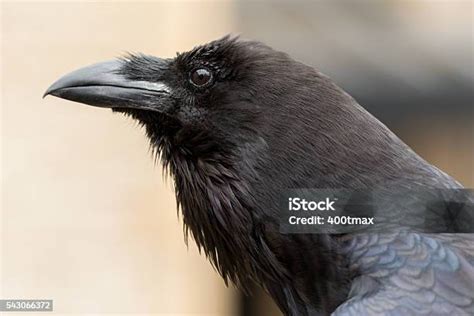 철새까마귀 철새까마귀에 대한 스톡 사진 및 기타 이미지 철새까마귀 검은색 깃털 Istock