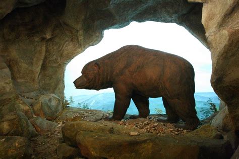 Interesting Facts About The Cave Bear