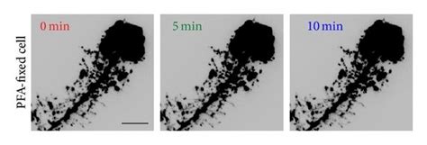 Use Of Paraformaldehyde Pfa Fixed Cells To Reveal Nonbiological