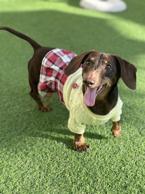 닥스훈트 팔랑이 강아지 책임무료분양 ♥ 강아지무료분양 고양이무료분양 유기견입양 아이조아요양보호소