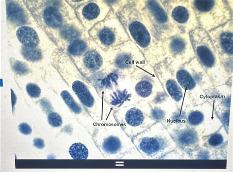 Solved What Phase Of Mitosis Is Shown Chegg