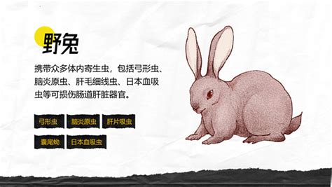 拒绝吃野味——野生动物保护ppt模板主题模板 51ppt模板网