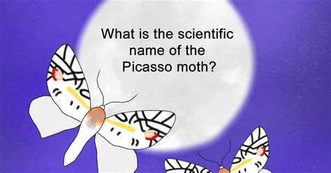 Joey Saves The Day Facts About The Picasso Moth