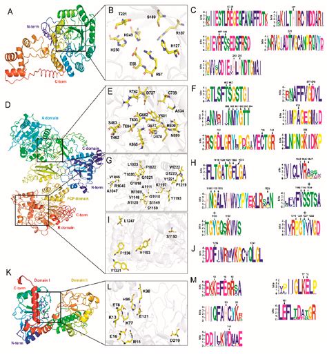 Figure 6 From Molecular Evolution Of Lysine Biosynthesis In