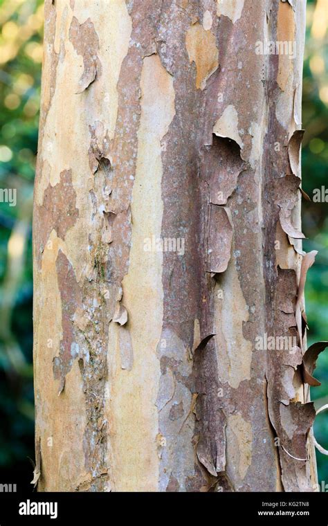 Tree With Orange Bark Hi Res Stock Photography And Images Alamy