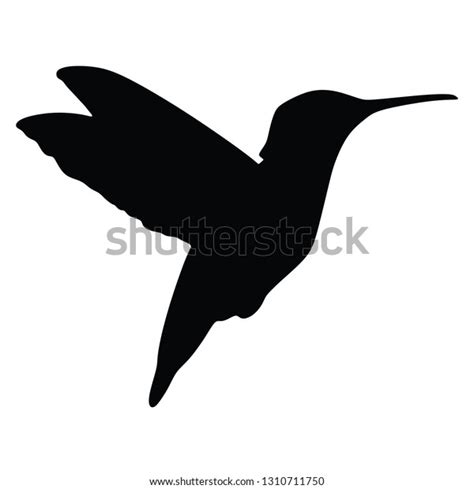 Ruby Throated Hummingbird Juvenile Over 3 Royalty Free Licensable Stock Illustrations