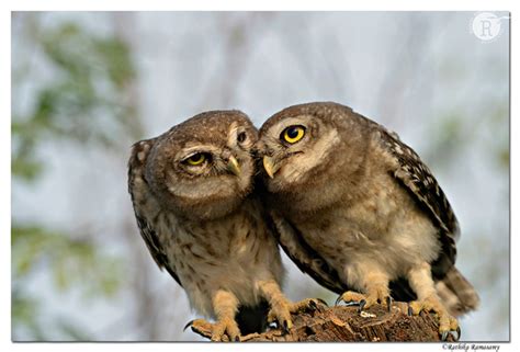 Rathika Ramasamy S Wildlife Photography Wildlife Moments Spotted