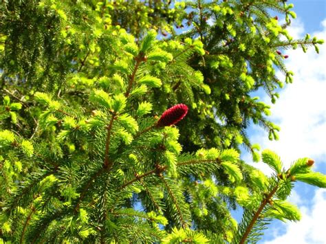 10 Fast Growing Evergreen Trees In Michigan For Beauty