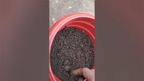 Harsingar Plant Youtube