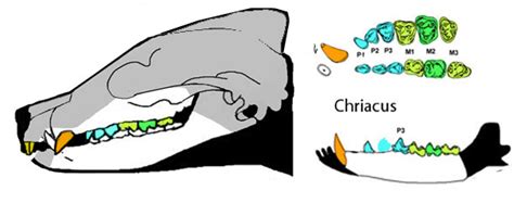 Chriacus