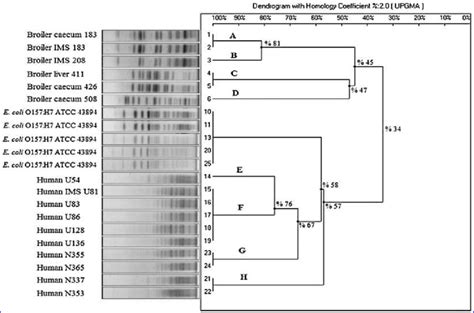 Dendrogram Of Pulsed Field Gel Electrophoresis Pfge Patterns Of