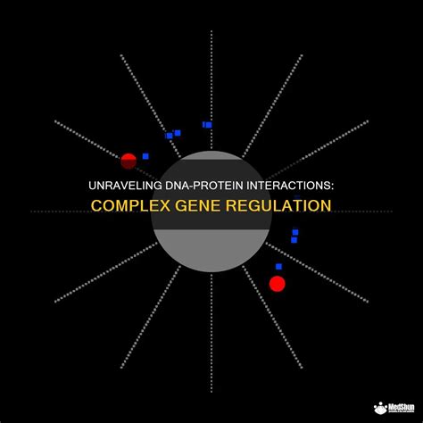 Unraveling Dna Protein Interactions Complex Gene Regulation Medshun