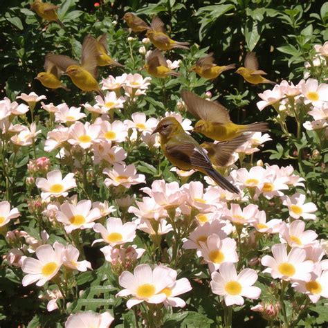 Chirps And Cheeps