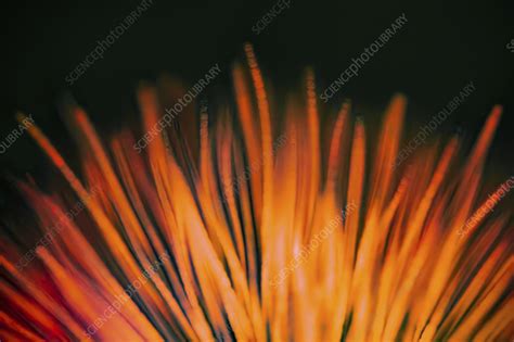 Gloeotrichia Sp Cyanobacteria Light Micrograph Stock Image C056 8417 Science Photo Library