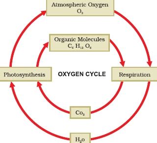 Simple Oxygen Cycle