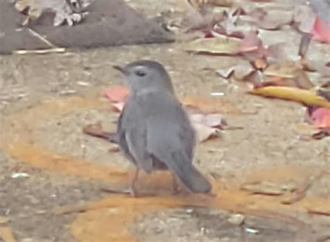 Id Requested Western Pennsylvania Rwhatsthisbird