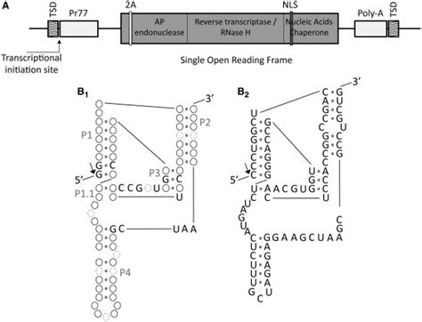 Schematic Representation Of L1Tc Element HDV Like Ribozyme And L1TcRz