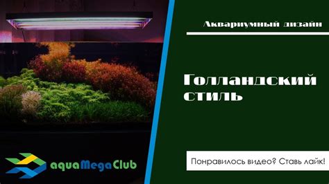 Голландский аквариум - возможно, самый красивый растительный аквариум ...