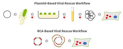 Comparison Of Plasmid And Rca Based Workflows For Viral Rescue The