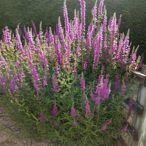 Lythrum Salicaria The Water Garden