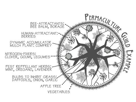 Simple Permaculture Guild Garden Edible Pinterest