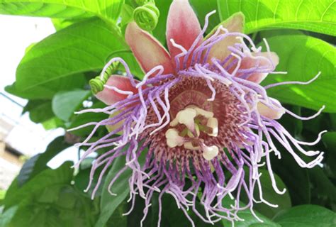 パッションフルーツの種から育てる場合の成功ガイド 植物の暮らしサポートマガジン Plante【プランテ】