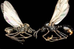 Why Do Birds Have Zw Sex Chromosomes Instead Of Xy