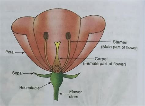 Draw And Label The Longitudinal Section Of A Flower