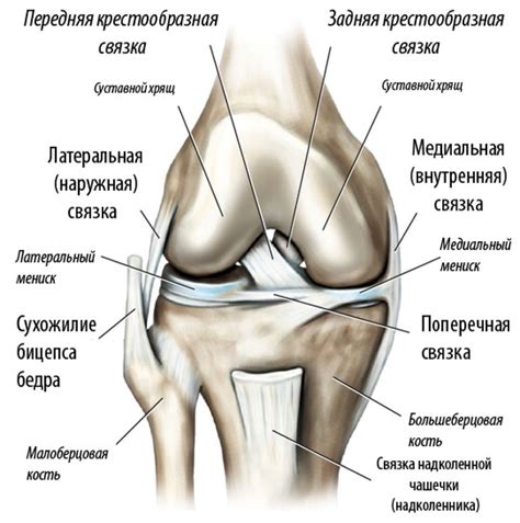 Тендинопатия собственной связки надколенника | Воспаление сухожилия ...
