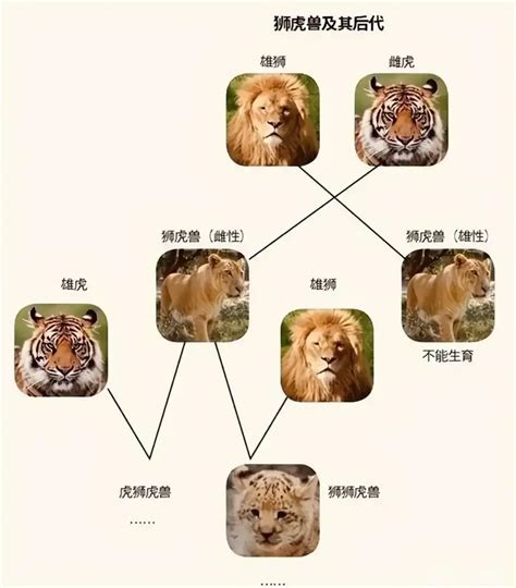 黑人白人和黄种人为何可以繁衍后代，而没有生殖隔离？