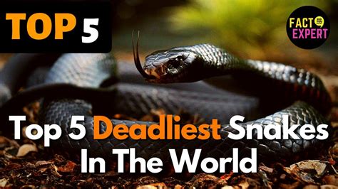 Discover The Worlds Top 5 Deadliest Snakes A Must See Youtube