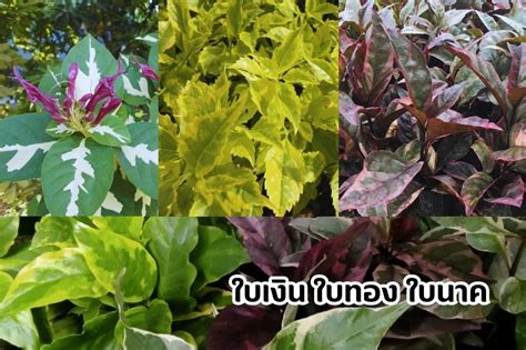 รวมของดี ของฝาก แหล่งงานฝีมือ สร้างสรรค์อาชีพ หลากหลายแนวกิน ทั้งในและนอกจังหวัดกาฬสินธุ์