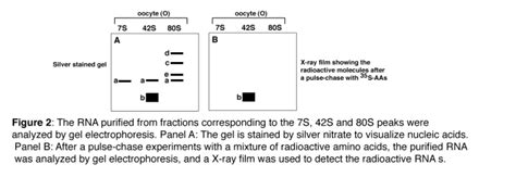 Solved Figure 2 The Rna Purified From Fractions Corresponding To The