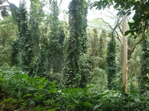 The First Time House Wife Moana Falls