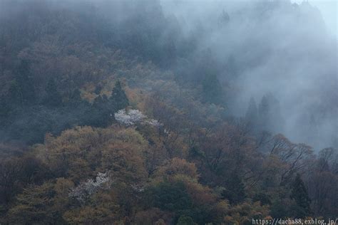桜便り23 2 雨上がりの山桜 但馬写真日和