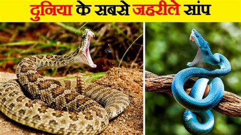 जानिए दुनिया के 5 सबसे खतरनाक सांप — एक काट में मौत की 10 गुना क्षमता” खबर शतक