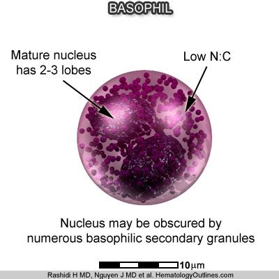 Basophil Histology Guide