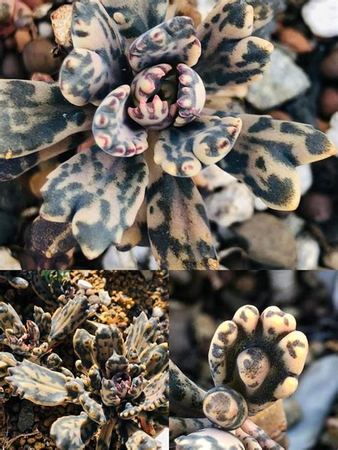 Каланхоэ Монсроса "Джокер" (Calanchoe Mostrosa "Joker")