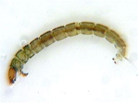 Midge Larvae In Water
