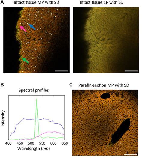 Fluorescence Spectroscopy Tissue At Amy Mcleod Blog