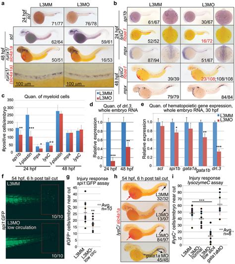 Knockdown Of Drl3 Transiently Decreases Myeloid Cells Without Altering