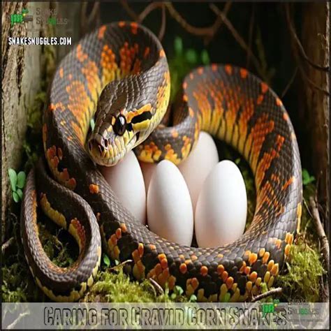 Breeding Corn Snakes Secrets Pro Breeders Use To Make Babies