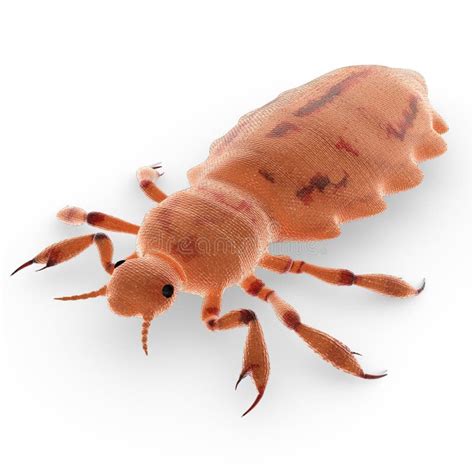 Pediculus Stock Illustration Illustration Of Penetration 50032937
